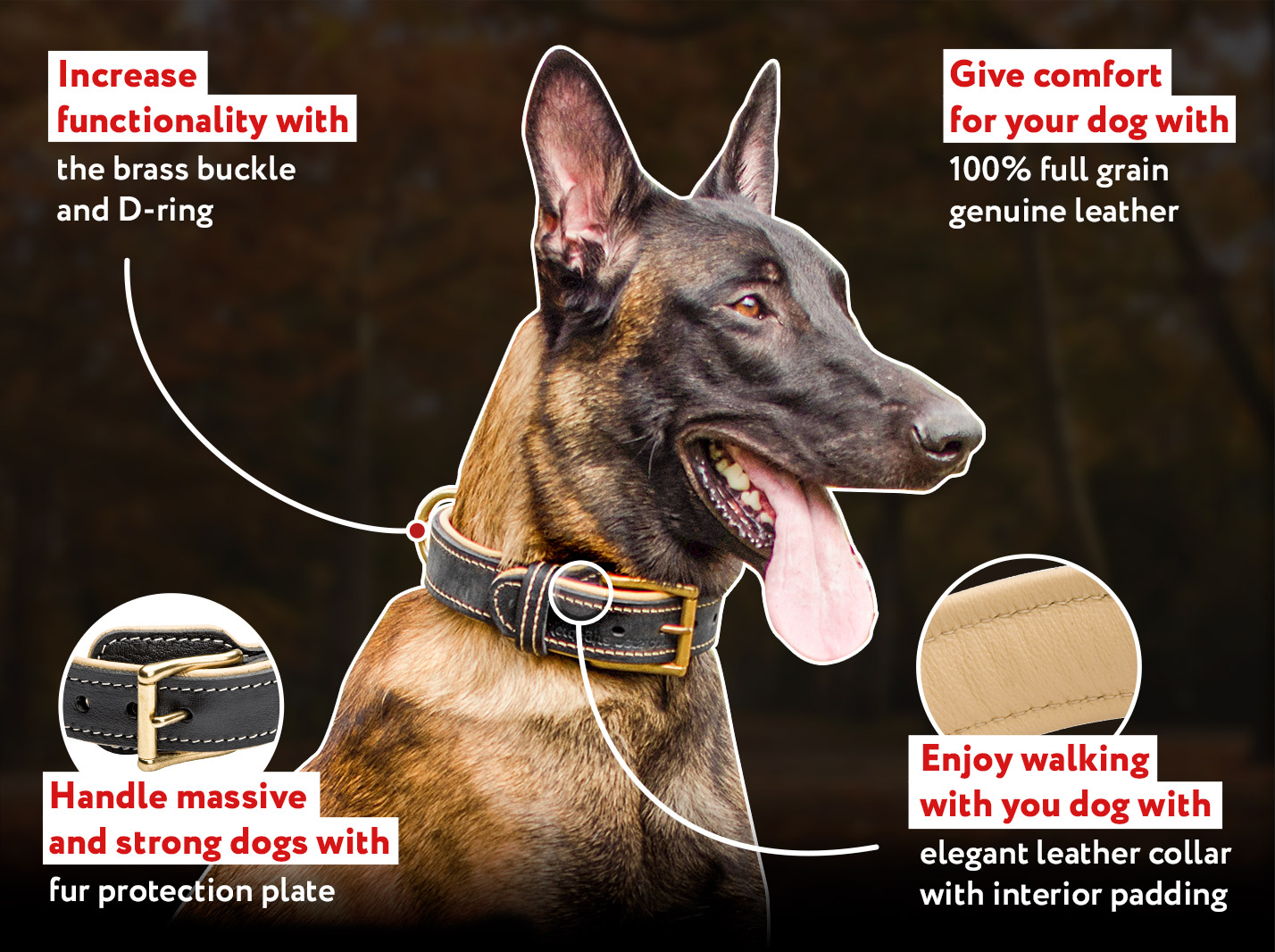 Get Belgian Malinois Hand-Crafted leather dog collar